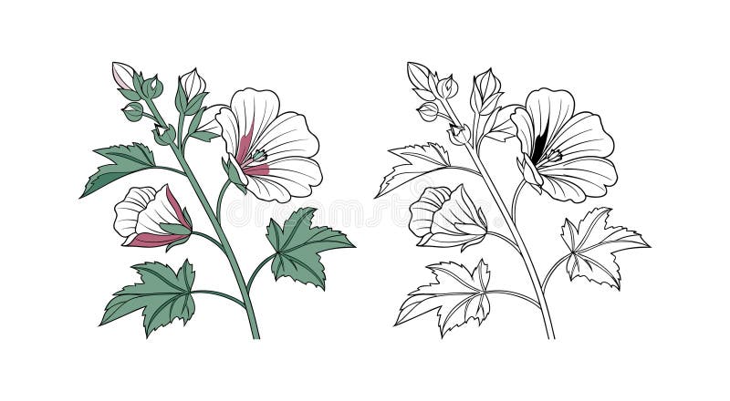 Charming Marshmallow Plant Flower Artwork Stock Illustrations – 3 ...