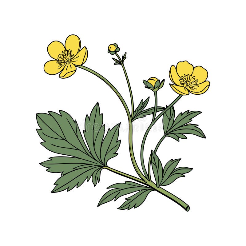 Charming Meadow Buttercup Flower Bright Design Stock Image ...