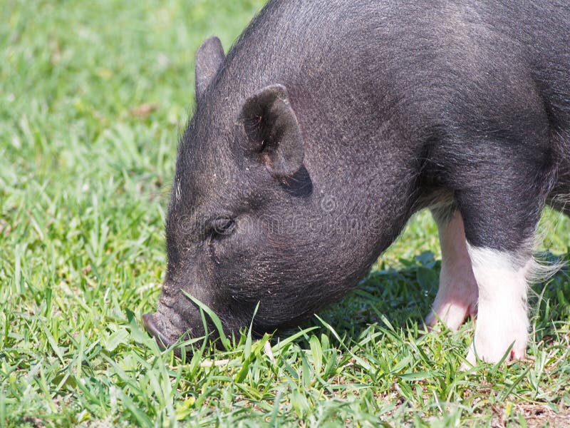 Charming Mini Pig on Pasture Stock Image - Image of livestock, green ...