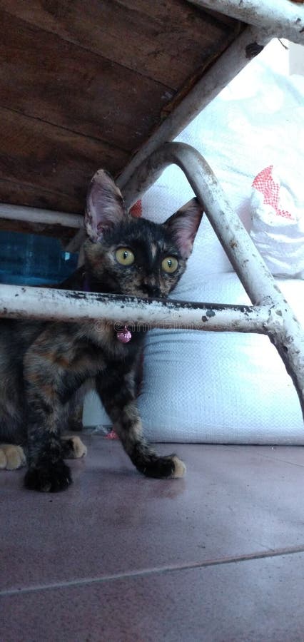 A Charming Mixdome Cat with a Sharp Look Stock Image - Image of look ...