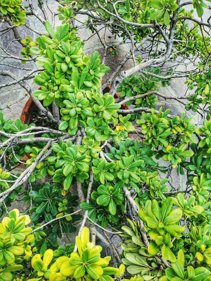 Charming Nature in the Divine Garden. Stock Image - Image of fruit ...
