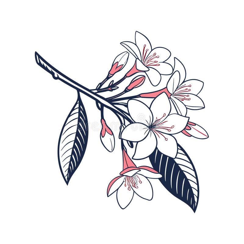 Charming Night-Blooming Jasmine Artwork Stock Illustration ...