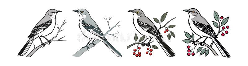 Charming Northern Mockingbird Bird Artwork Stock Vector - Illustration ...