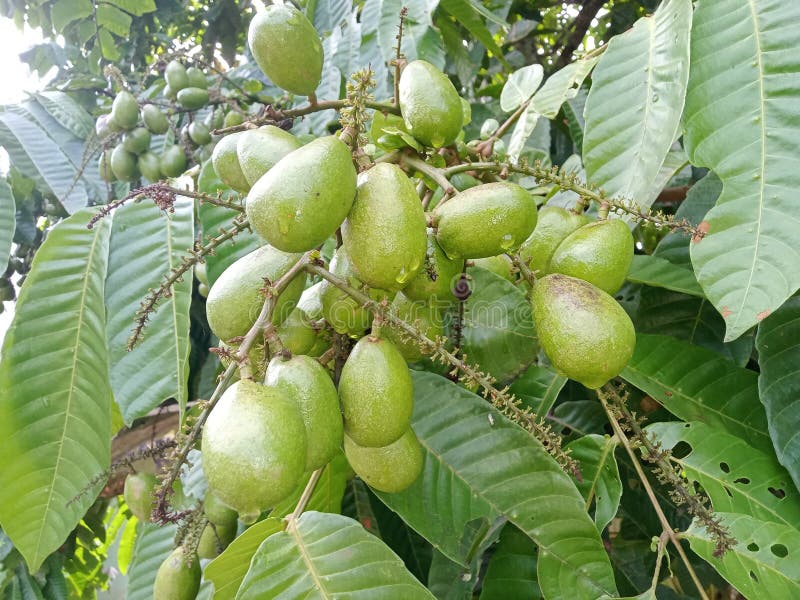 MATOA FRUIT stock image. Image of matoa, fruit, fresh - 279180783