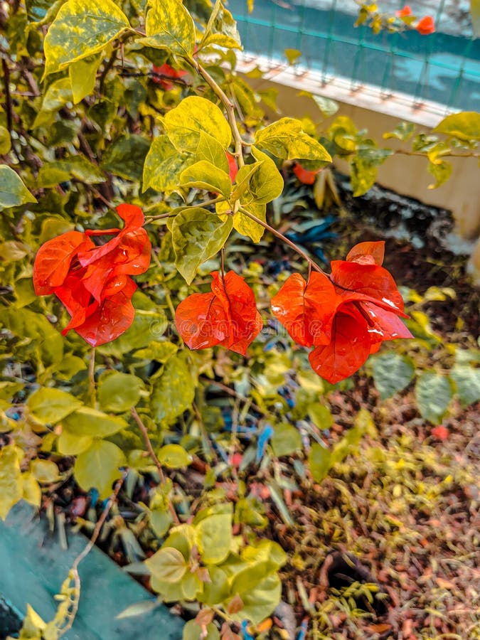 Charming Orange Flowers with a Fragrant Aroma Stock Photo - Image of ...