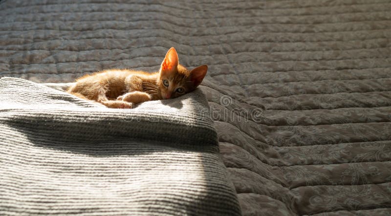Charming Orange Kitten, Partially Sunlit from Behind, Relaxing and ...