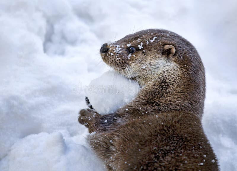 Charming Otter Playing in the Winter Snow Stock Image - Image of ...