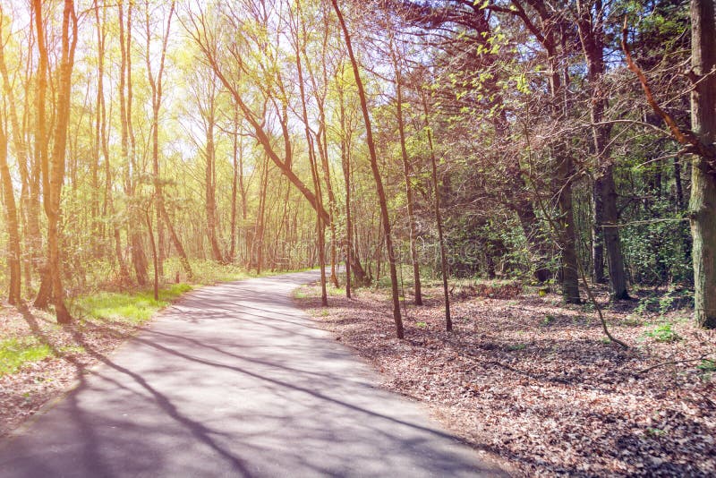 Charming Path in the Forest Stock Image - Image of park, tourism: 201107397
