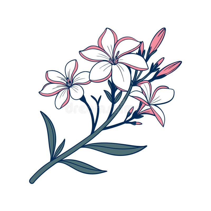 Charming Phlox Subulata Flower Illustration with Bold Outline Stock ...