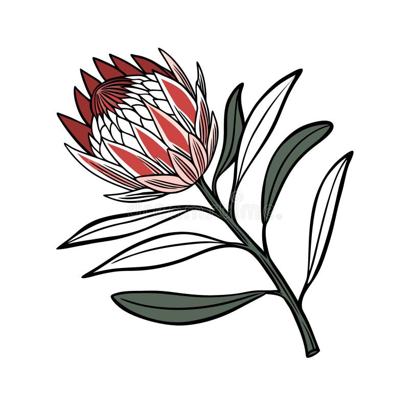 Charming Piquant Flower Illustration with Bold Outline Stock Photo ...