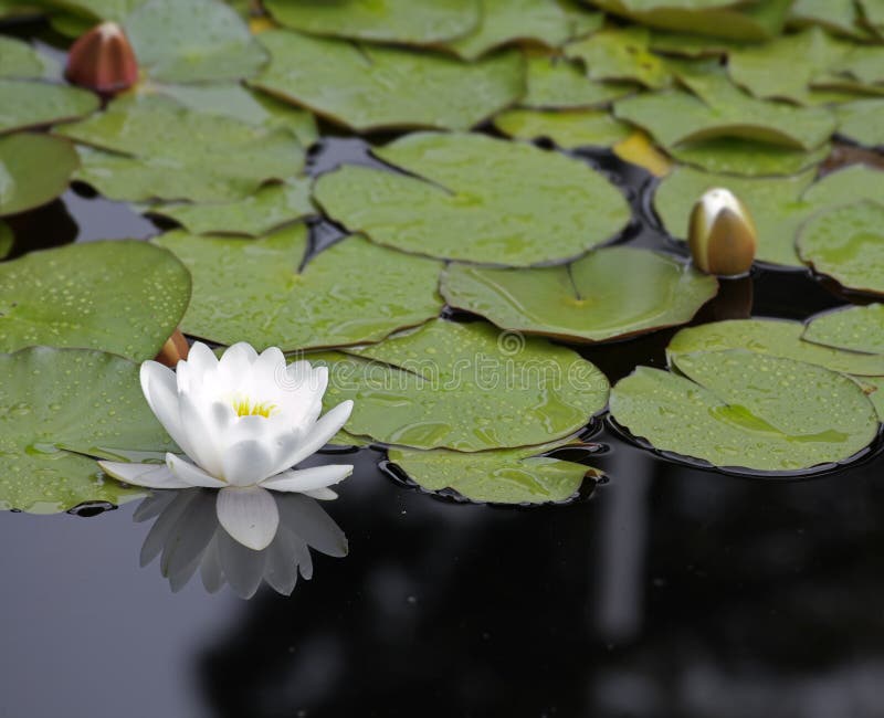 The Blossoming White Lily in the Spring Stock Photo - Image of outdoor ...