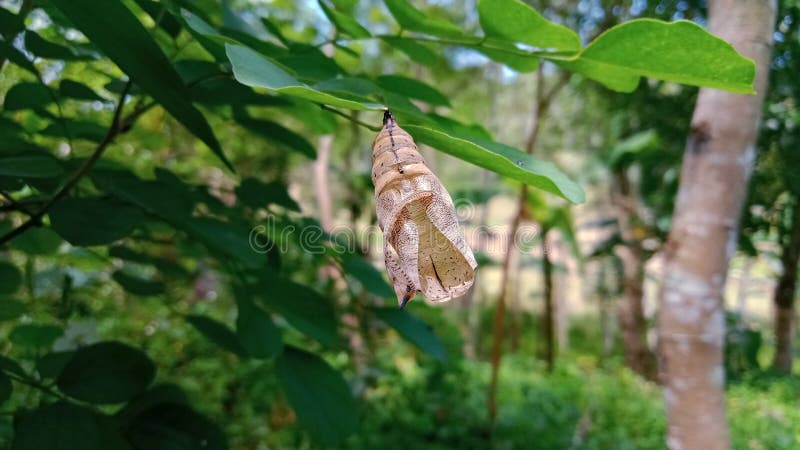 Empty Cocoons Stock Photos - Free & Royalty-Free Stock Photos from ...