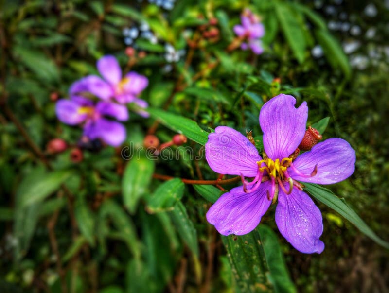 Charming Purple Flowers Look Beautiful in the Forest Stock Image ...
