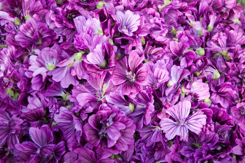 Charming purple malva stock photo. Image of collected - 57606848