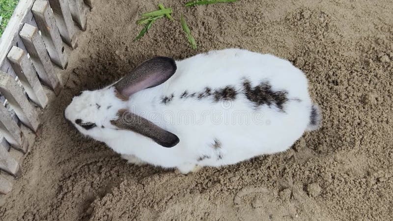 Charming Rabbits Feeding Together at the Farm Outdoor Stock Footage ...