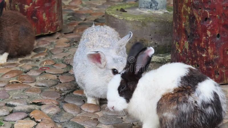 Charming Rabbits Feeding Together at the Farm Outdoor Stock Video ...