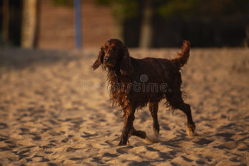 Charming Red Dog of the Irish Setter Breed Walks on the Beach Stock ...