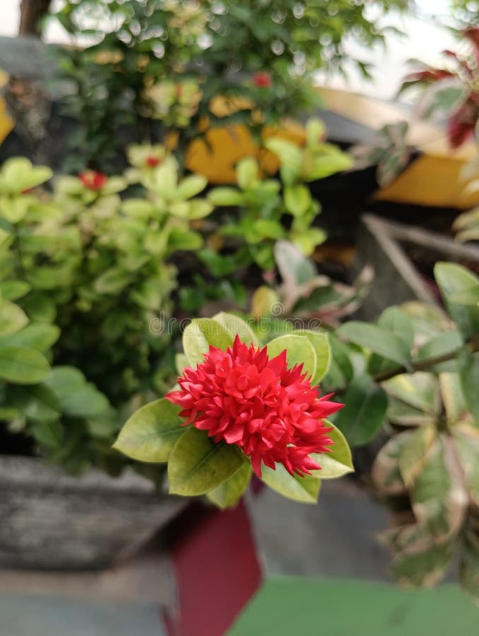 Charming Red Flowers Front Page Stock Photo - Image of leaf, flowers ...