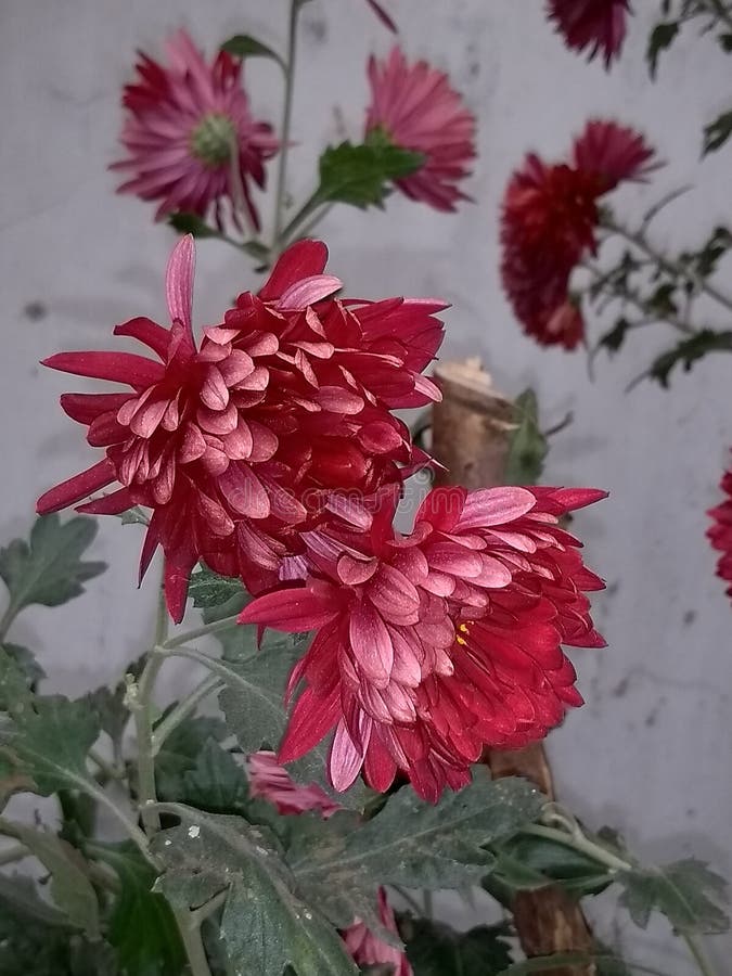 Radiant red flowers stock image. Image of radiant, flowers - 107539779