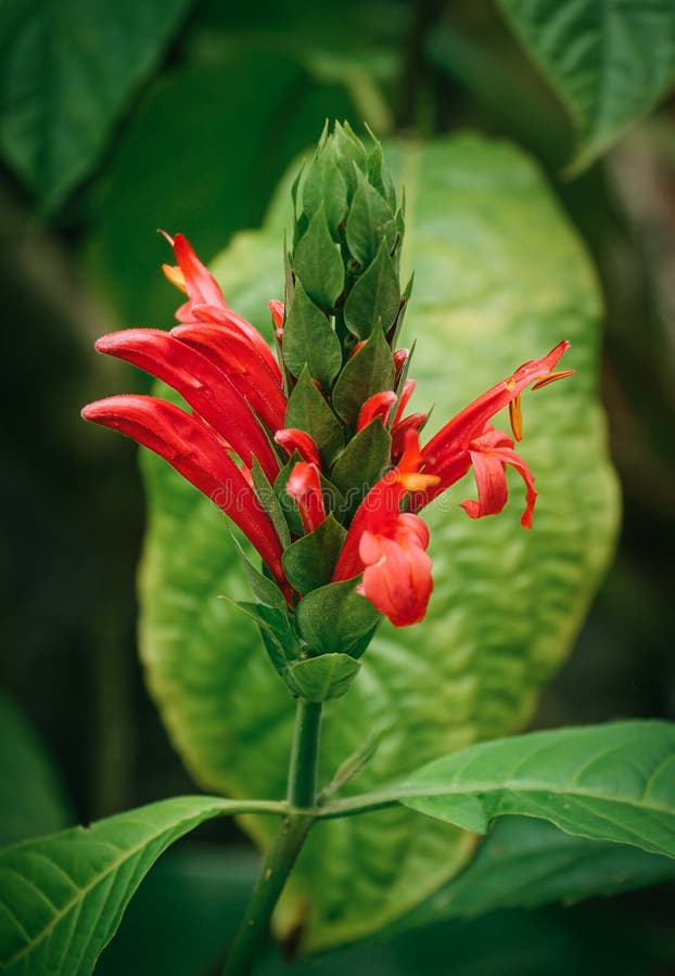 Charming Red Flower Petals on the Edge of the House Stock Photo - Image ...