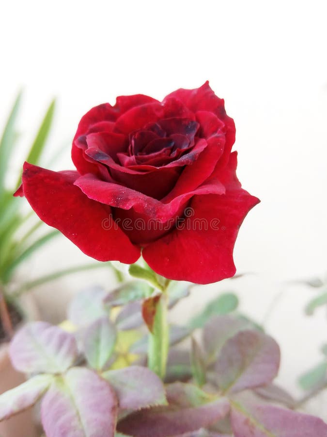 Charming Red Rose Close Up Photography Stock Photo - Image of blossom ...