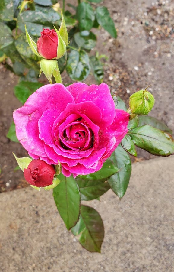 Charming Red Rose Flower Close Up Stock Photo - Image of color, bright ...