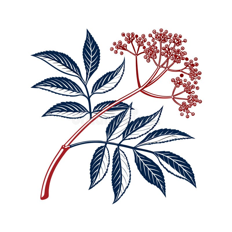 Sambucus Houseplant Design Stock Illustrations – 11 Sambucus Houseplant ...
