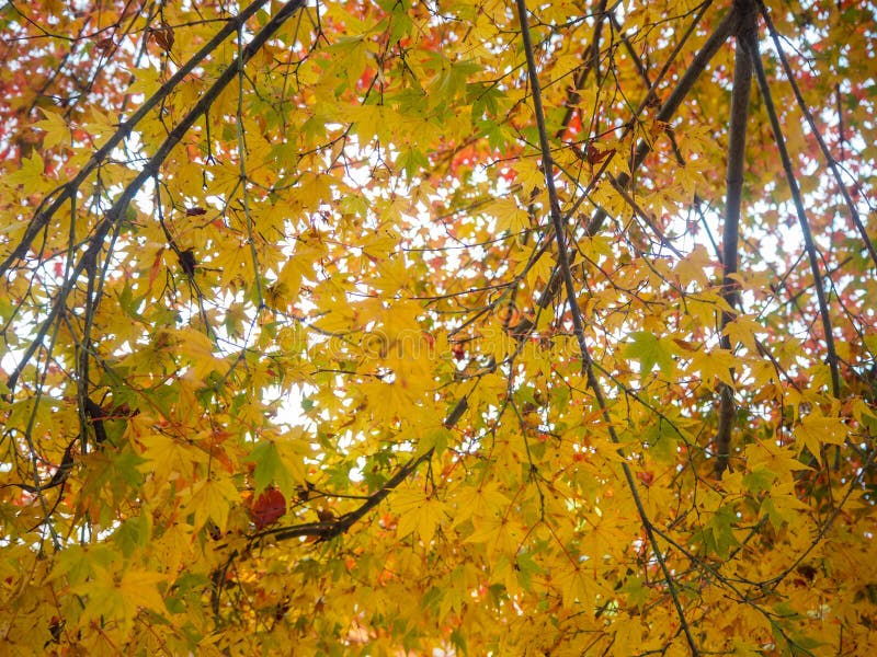 Charming Scene of Colorful Yellow Maple Leaves with Sunlight for ...