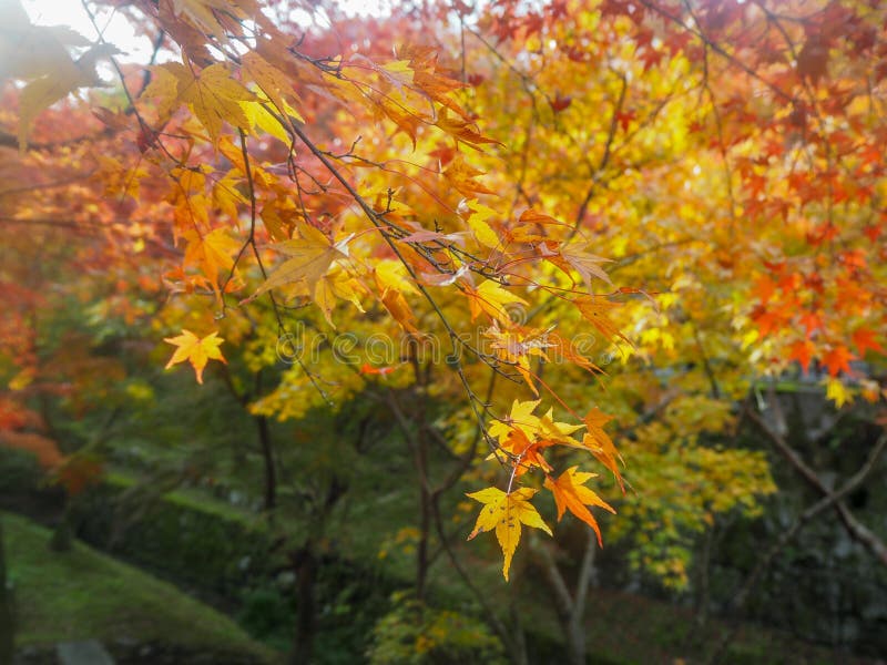 Charming Scene of Colorful Yellow Maple Leaves Under Sunlight for ...