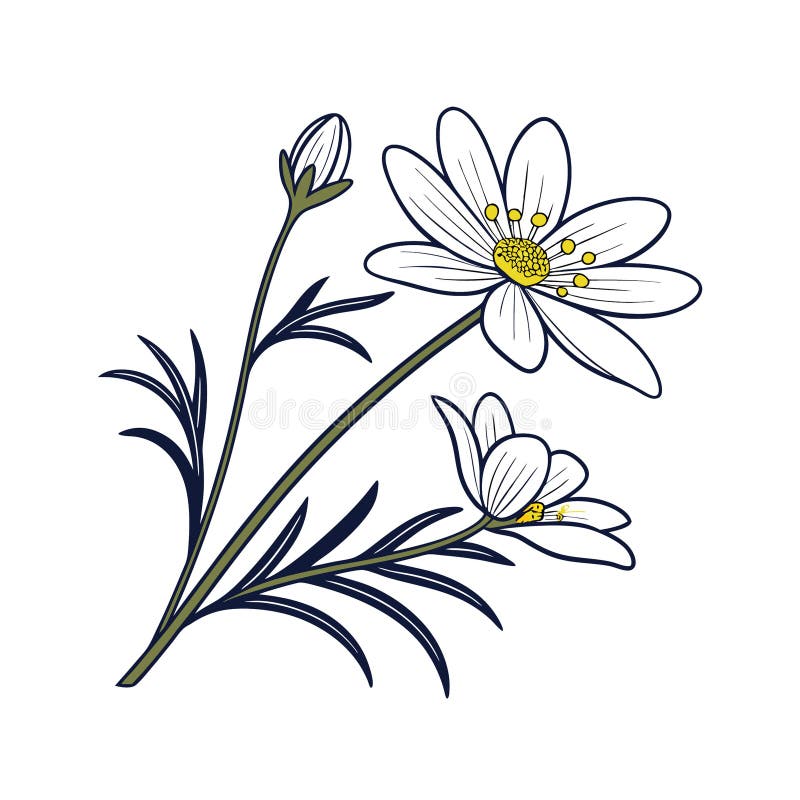 Charming Scentless Mayweed Flower Illustration with Bold Outline Stock ...