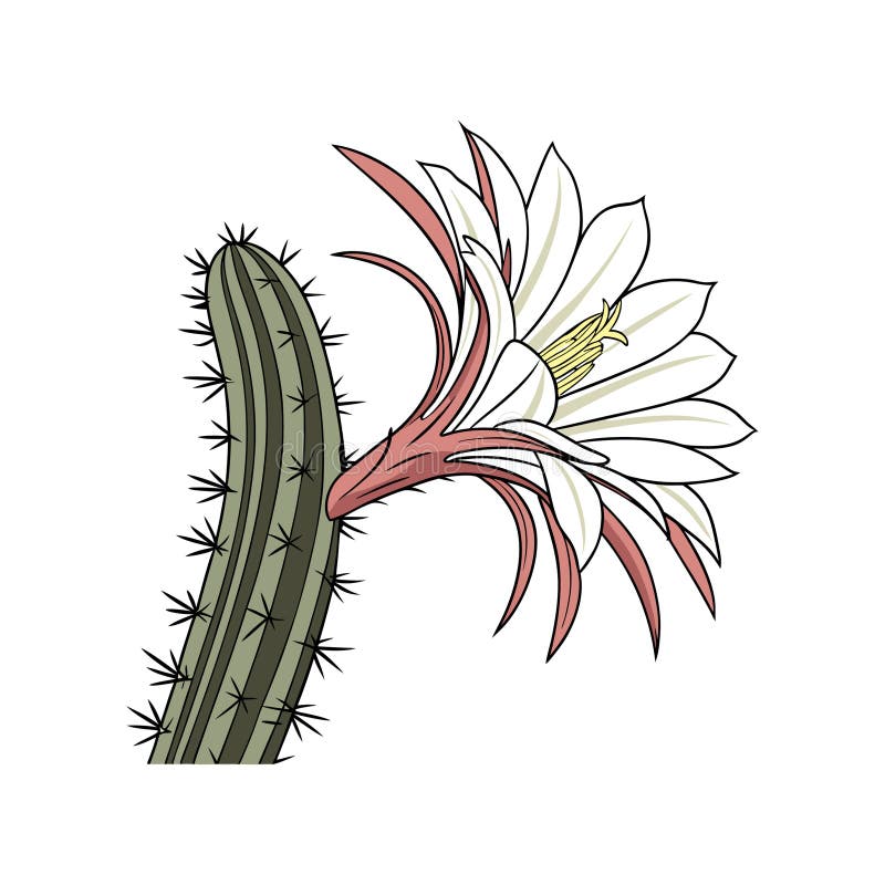 Charming Silver Torch Cactus Colorful Representation Stock Photo ...