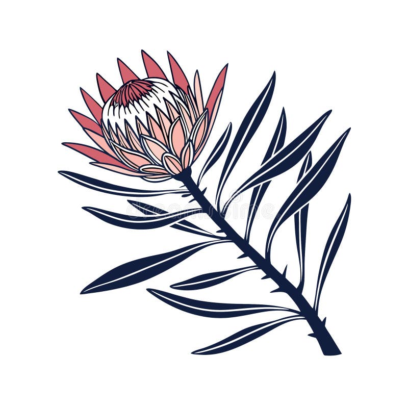 Charming Spiky-Leaved Flower Artwork Stock Illustration - Illustration ...