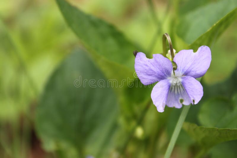 Charming spring flower. stock photo. Image of flora, flower - 71977368