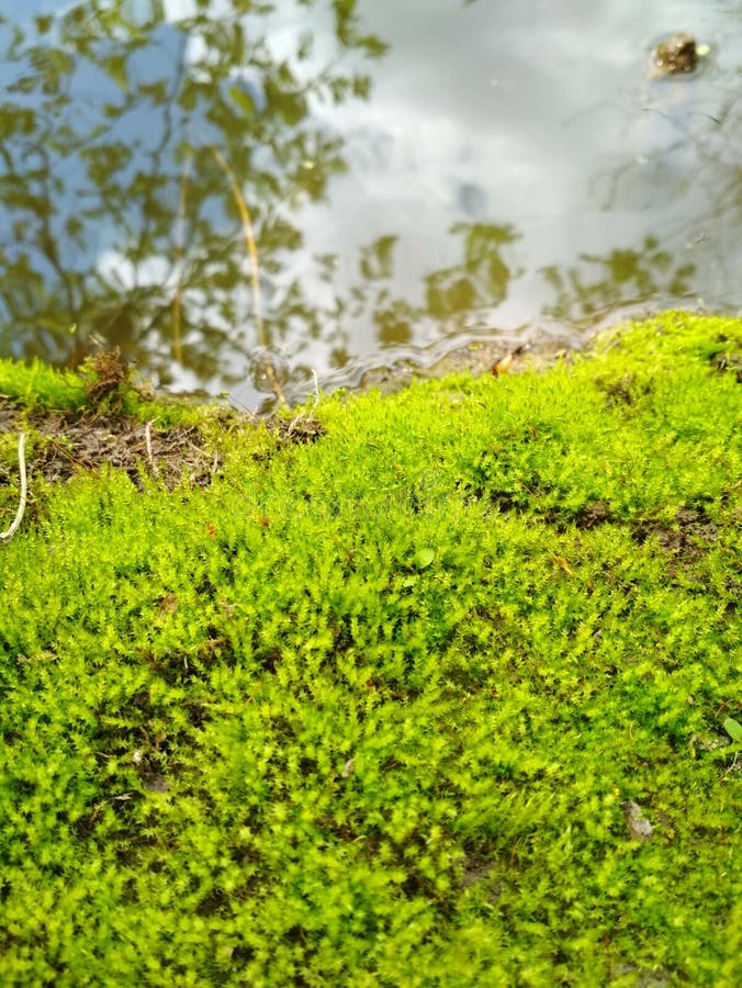 Charming Spring Moss Spring Arrival Stock Image - Image of moss ...