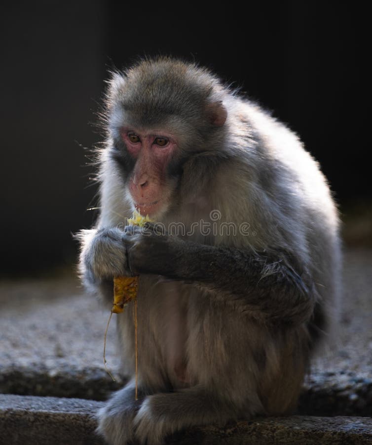 Monkey Enjoying a Fruit Snack in the Sun Stock Photo - Image of quality ...