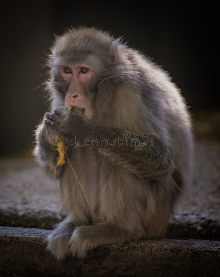 Monkey Enjoying a Fruit Snack in the Sun Stock Image - Image of moment ...