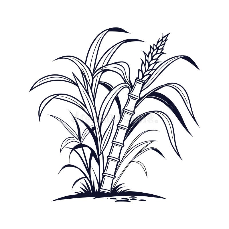 Charming Sugar Cane Houseplant Design Stock Illustration - Illustration ...