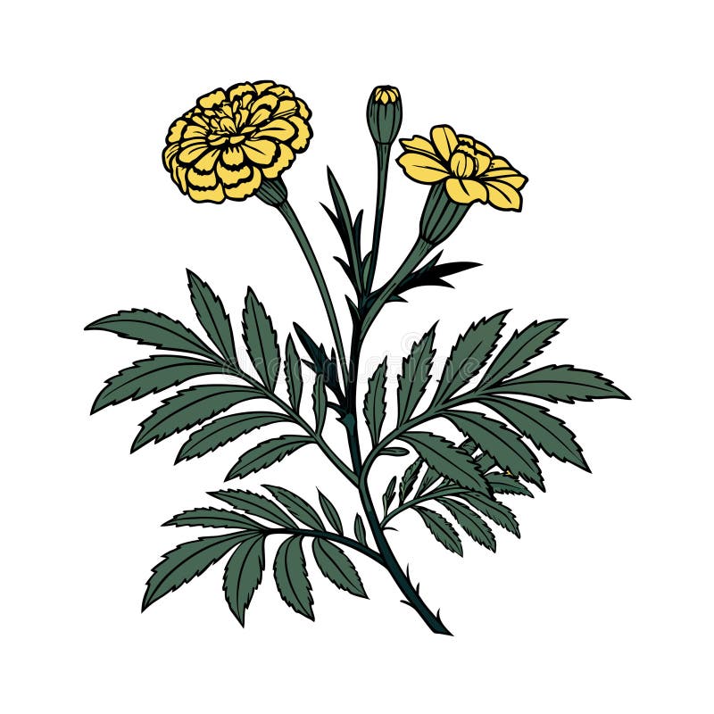 Charming Tagetes Erecta Plant Illustration for Home Stock Image ...