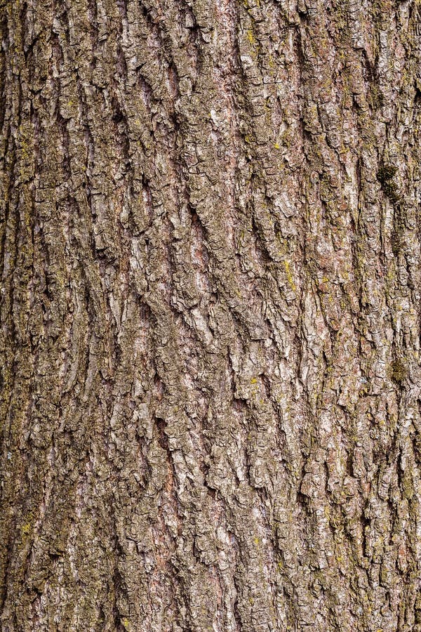 Charming Texture of the Bark of a Lovely Linden Tree Stock Photo ...