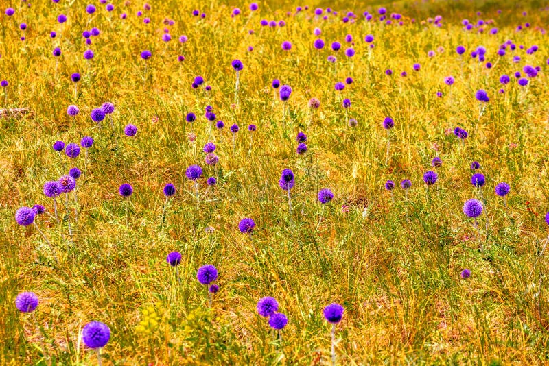 Charming Thorns Growing on the Ridge of the Ural Mountains Stock Photo ...