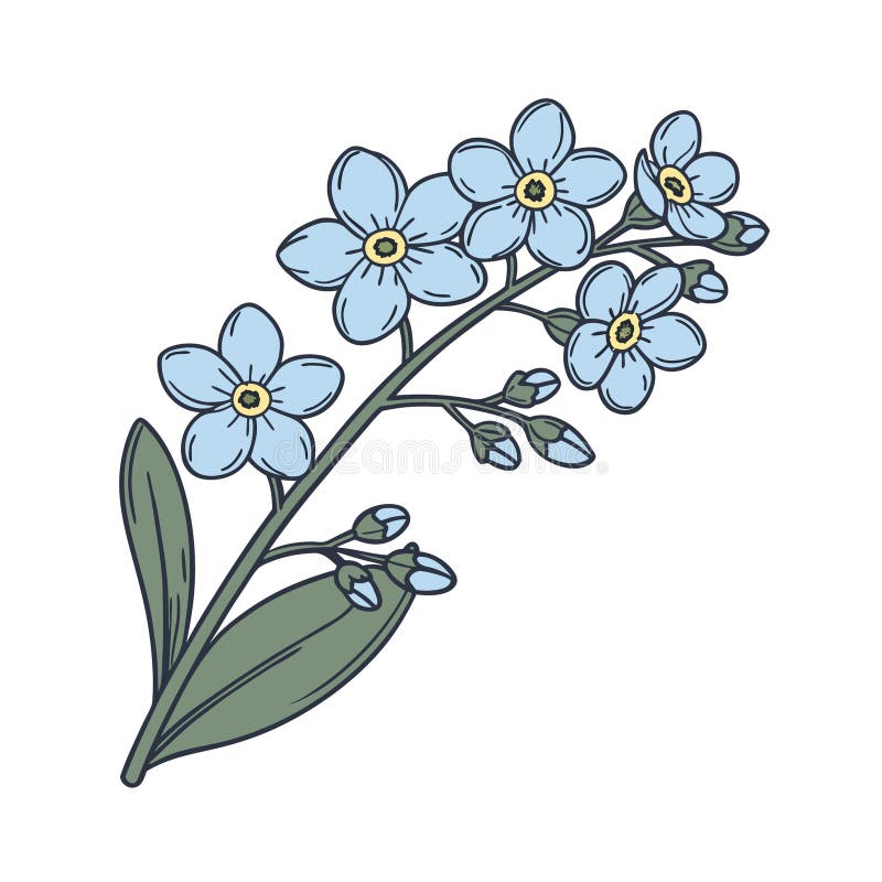 Charming Top View of Forget-Me-Not Stock Illustration - Illustration of ...