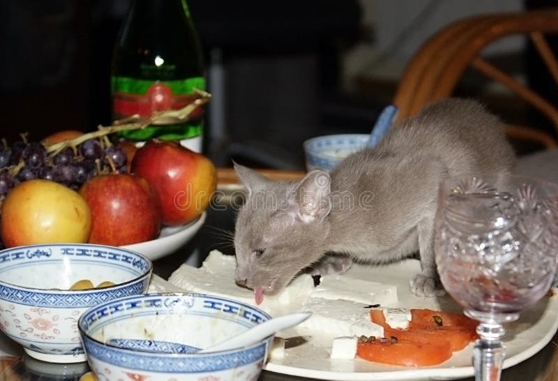 Sassy Pilferer Stock Photos - Free & Royalty-Free Stock Photos from ...