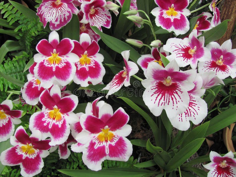 Charming White Orchids with a Pattern in Red Colors Stock Image - Image ...