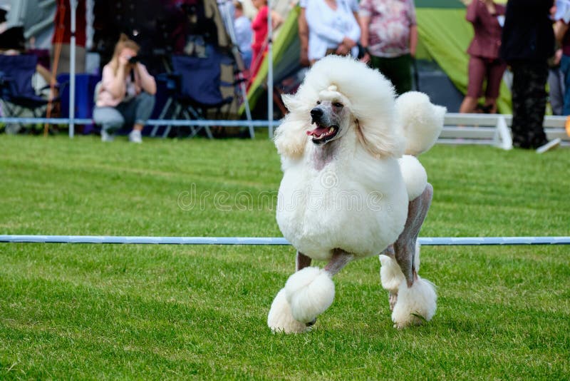 Charming White Royal Poodle Runs in the Ring at a Dog Show Stock Photo ...