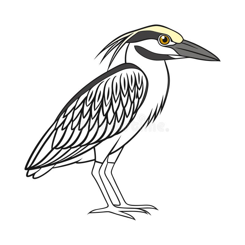 Charming Yellow-crowned Night Heron Bird Design Stock Photo ...