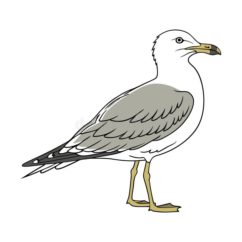 Charming Yellow-legged Gull Bird Design Stock Illustration ...