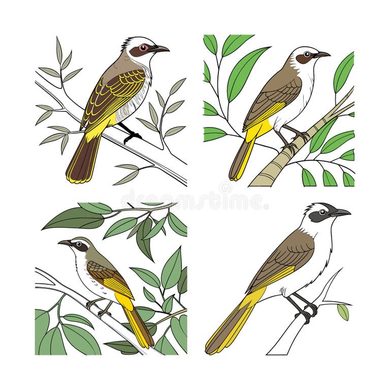 Charming Yellow-vented Bulbul Bird Artwork Stock Vector - Illustration ...