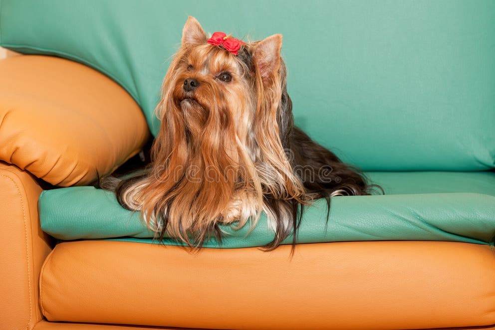 Charming yorkie stock photo. Image of cute, canine, single - 13347564