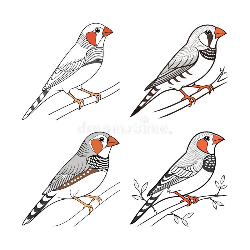 Charming Zebra Finch Bird Artwork Stock Vector - Illustration of ...