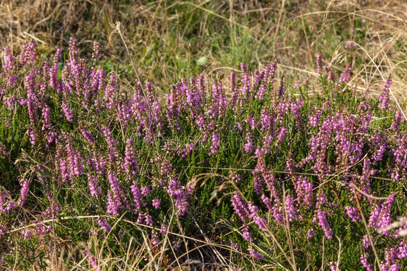 Charneca roxa de Erica imagem de stock. Imagem de roxo - 13982523